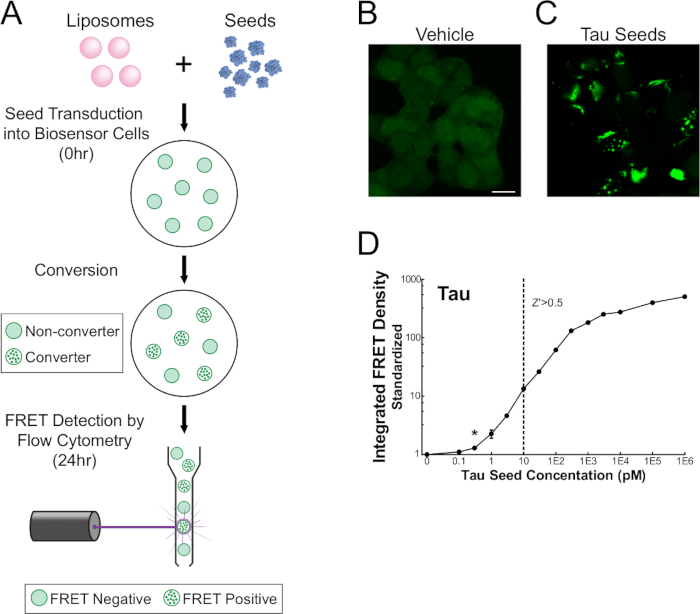 A FRET Flow Cytometry Technique to Detect Tau-Seed Induced Reporter ...