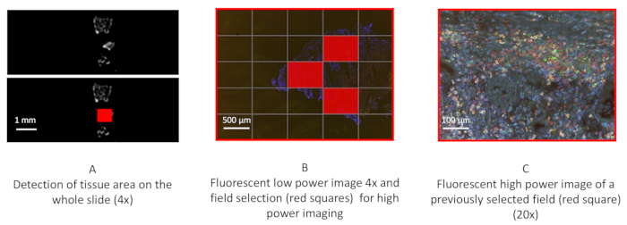 Multiplexed Immunofluorescence Imaging to Analyze Immunotherapy ...