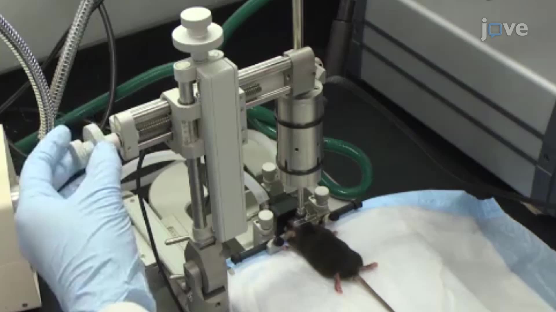 Video: Modeling Repetitive Concussive Head Injuries in a Mouse Model ...
