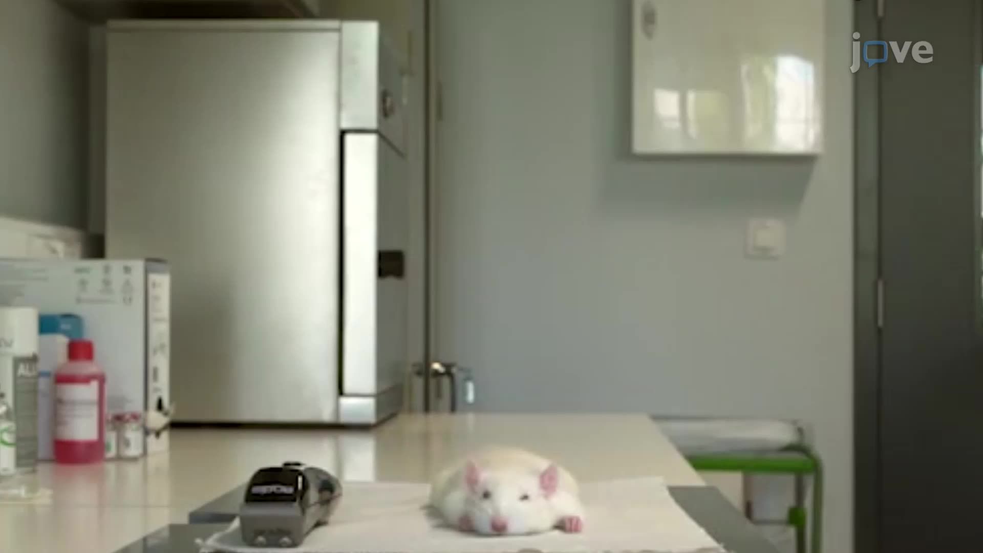 Video: Induction of Neuropathic Pain in a Rat Model by Constriction of ...