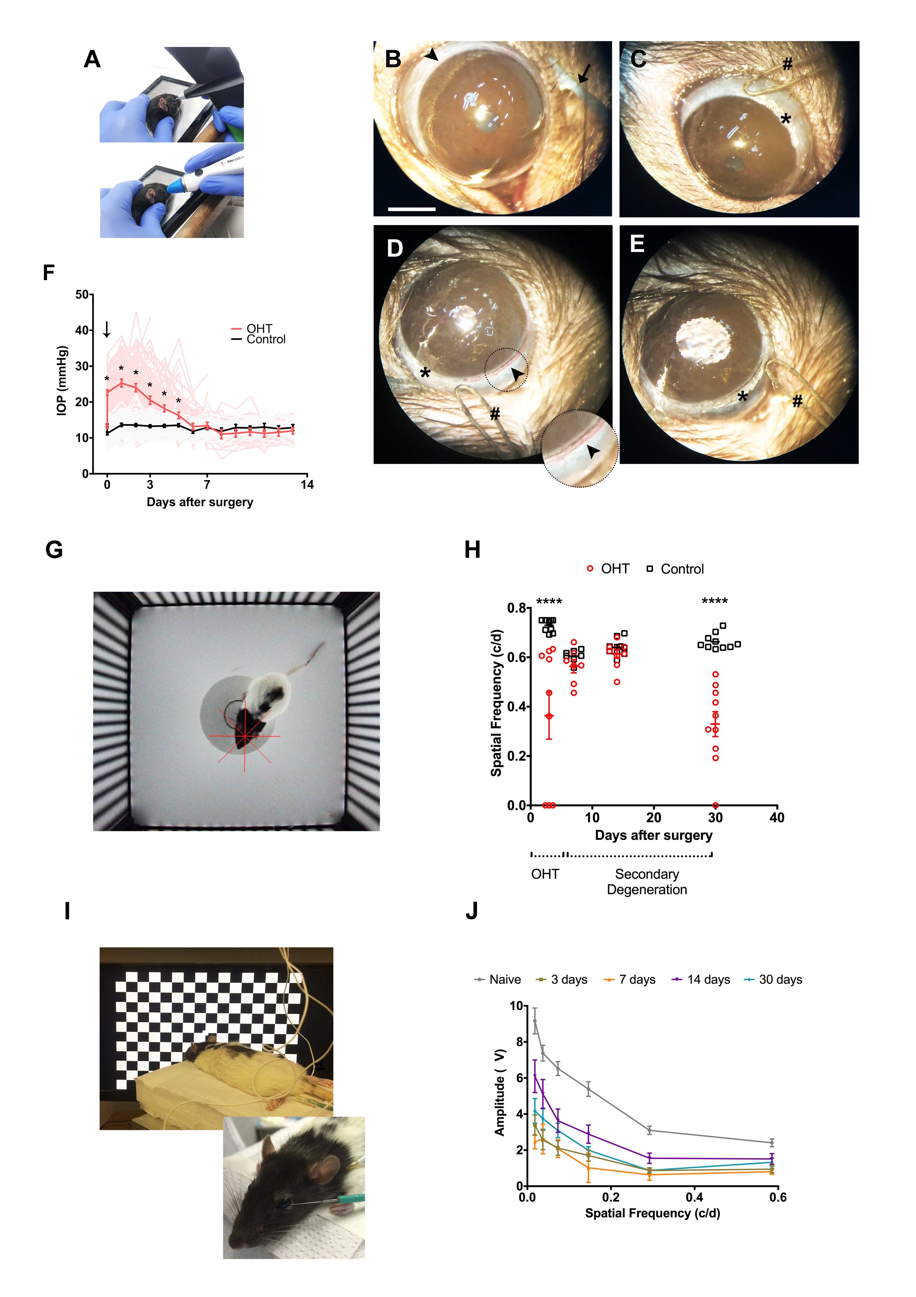Induction of Elevated Intraocular Pressure in a Rat Model