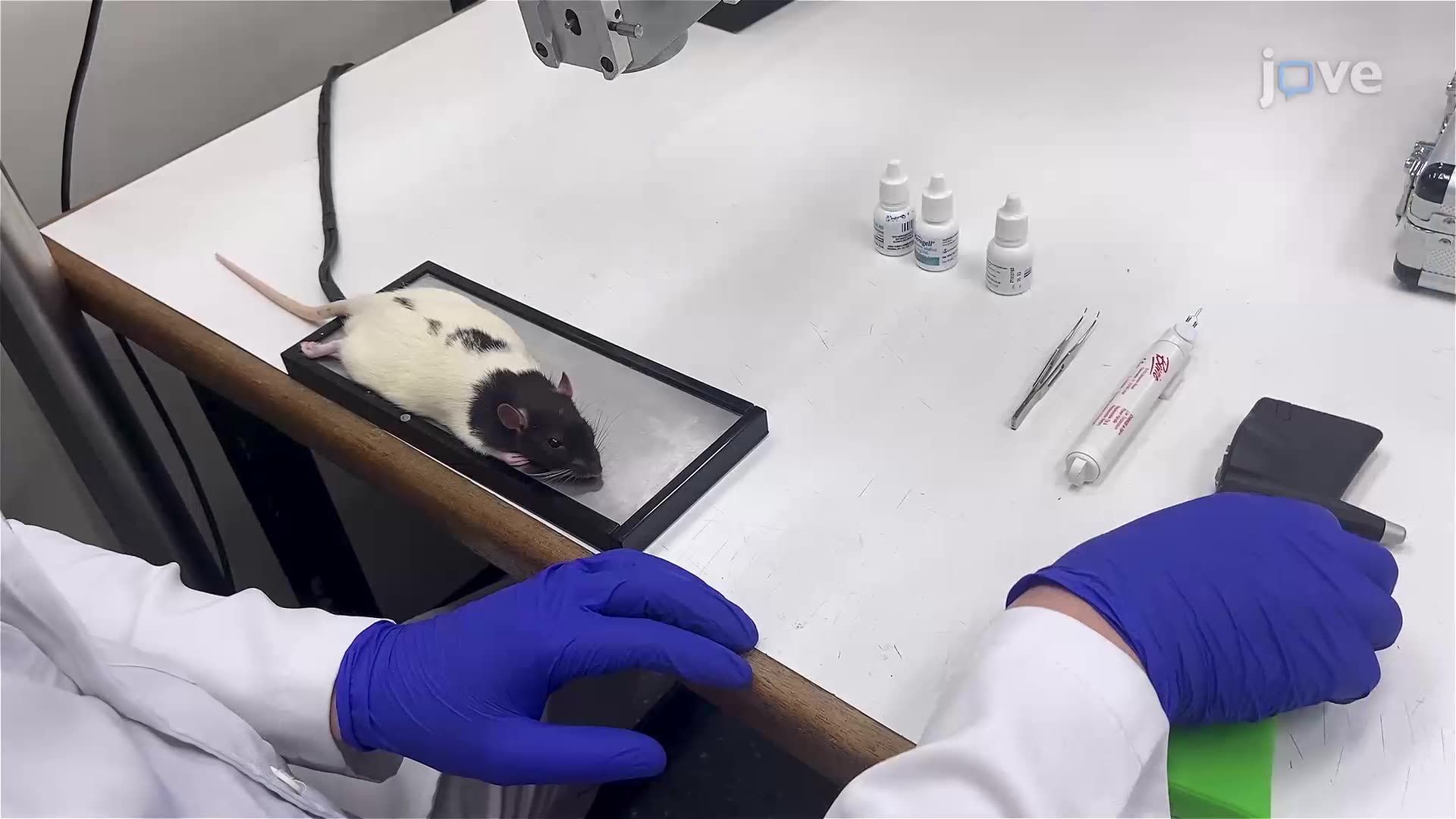 Video: Induction of Elevated Intraocular Pressure in a Rat Model ...