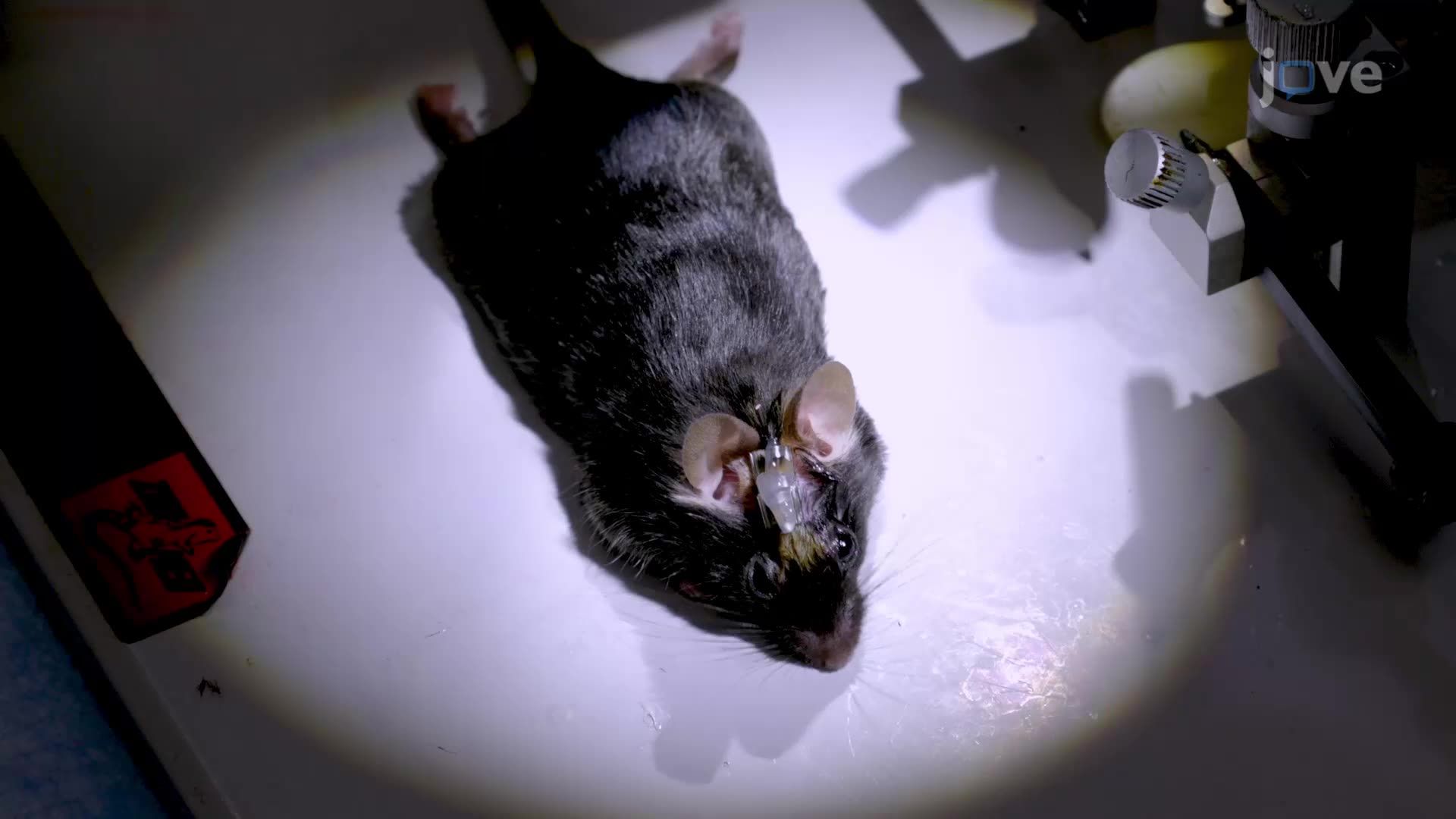 Video: Induction of Mild Traumatic Brain Injury in a Mouse Model ...