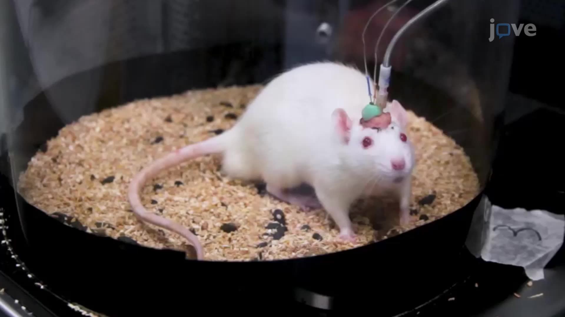 Video: Assessment of Excitatory Neurotransmitter Levels in Chronic ...