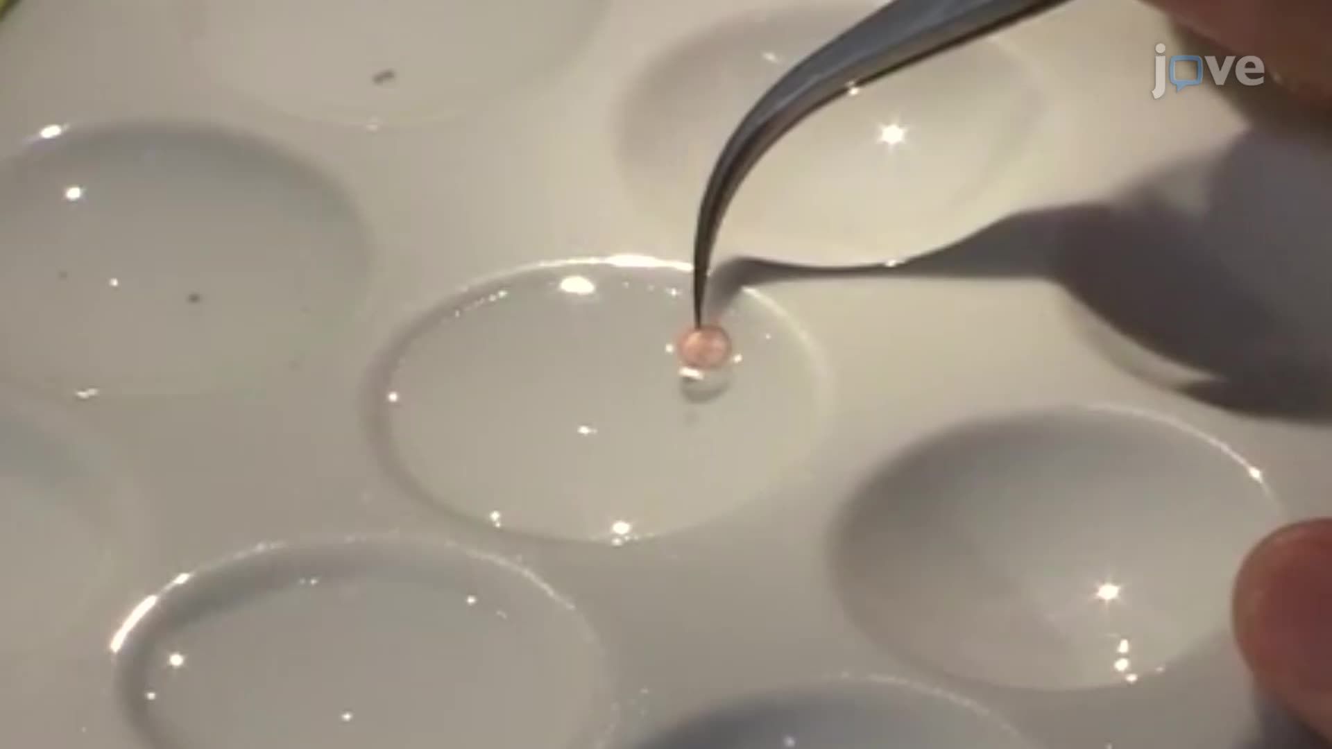 Video: Immunolabeling of Neuronal Membrane Proteins in a Freeze ...