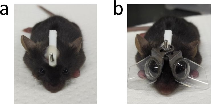 Developing Myopia in a Mouse Model through Lens-Induced Defocusing(렌즈 ...