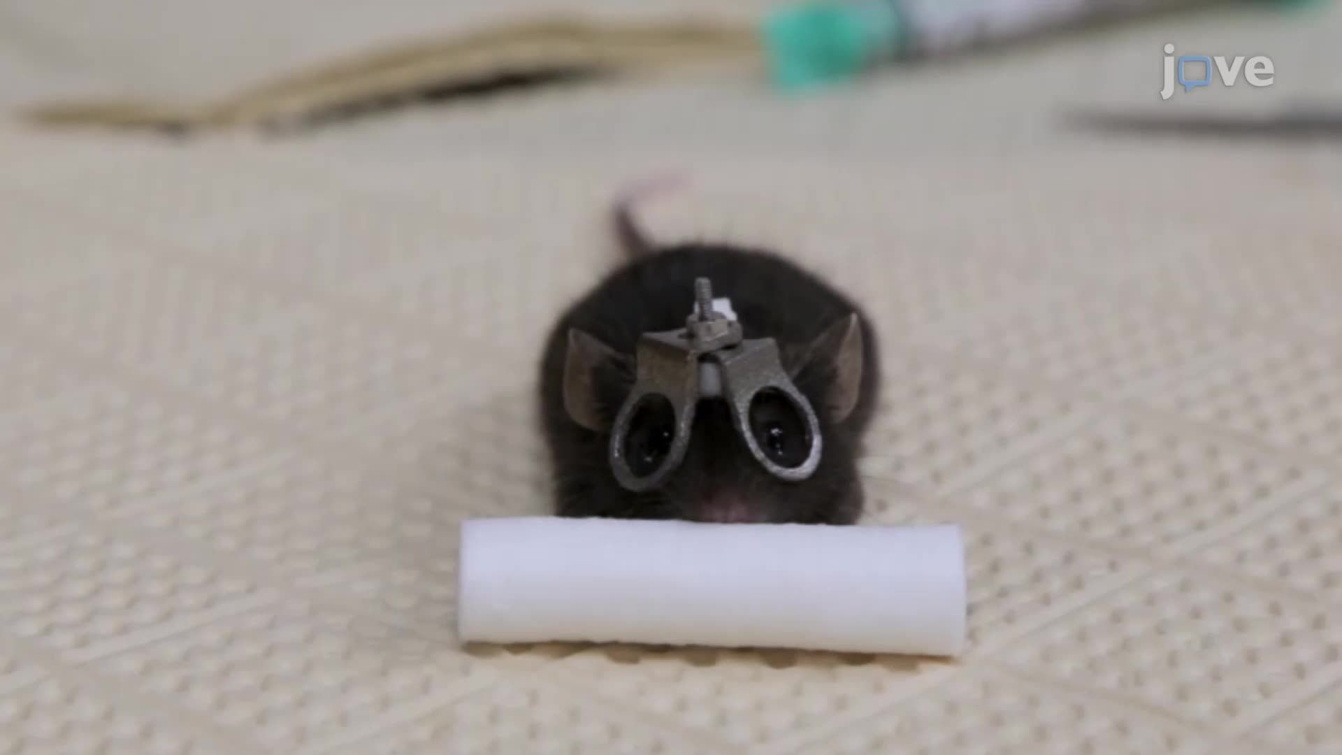 Video: Developing Myopia in a Mouse Model Through Lens-Induced ...
