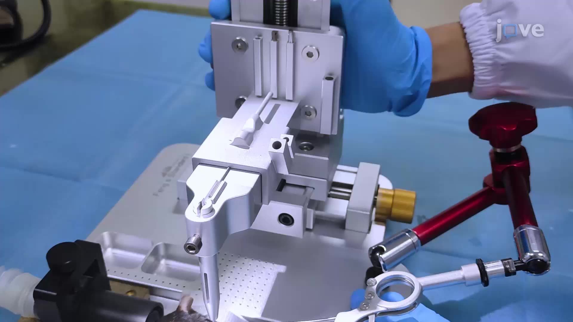 Serie: Inducing a Spinal Cord Contusion in a Mouse Model Using a Spinal ...