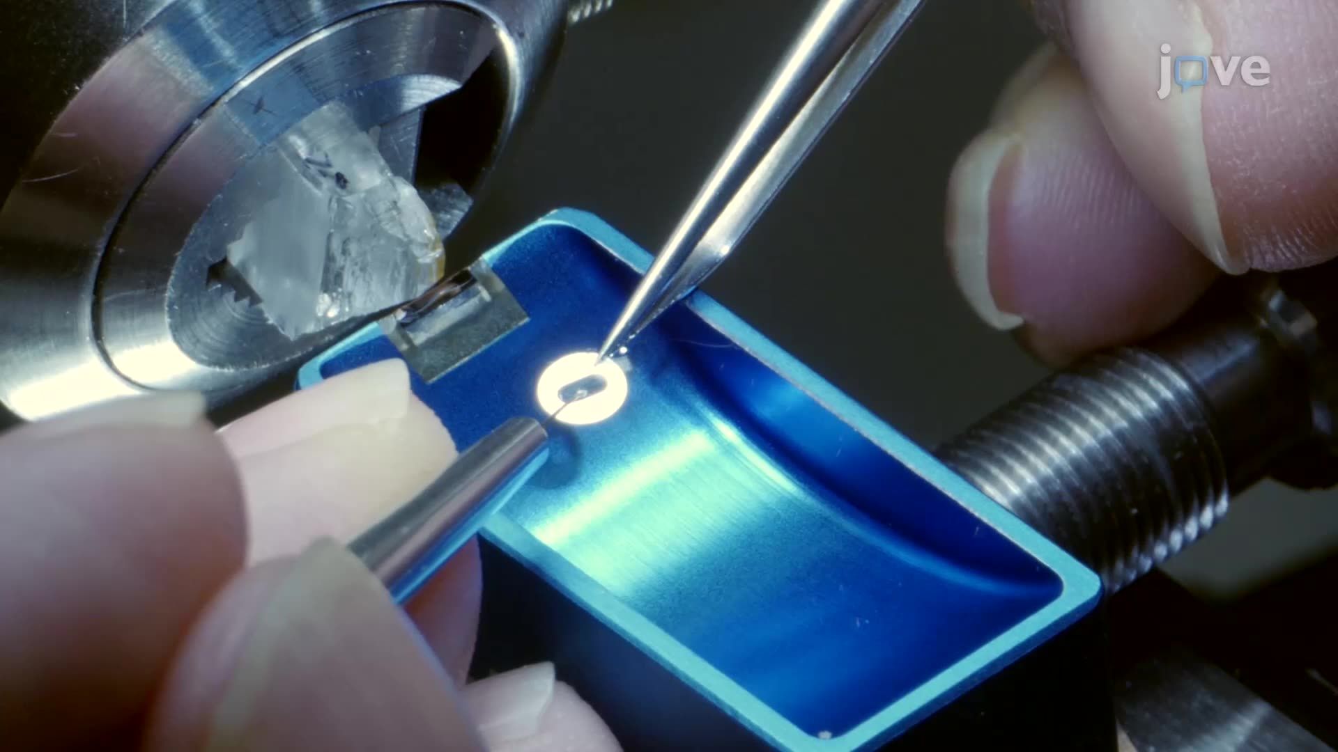 Video: High-Resolution Imaging of Neurotransmitter Receptors at Retinal ...