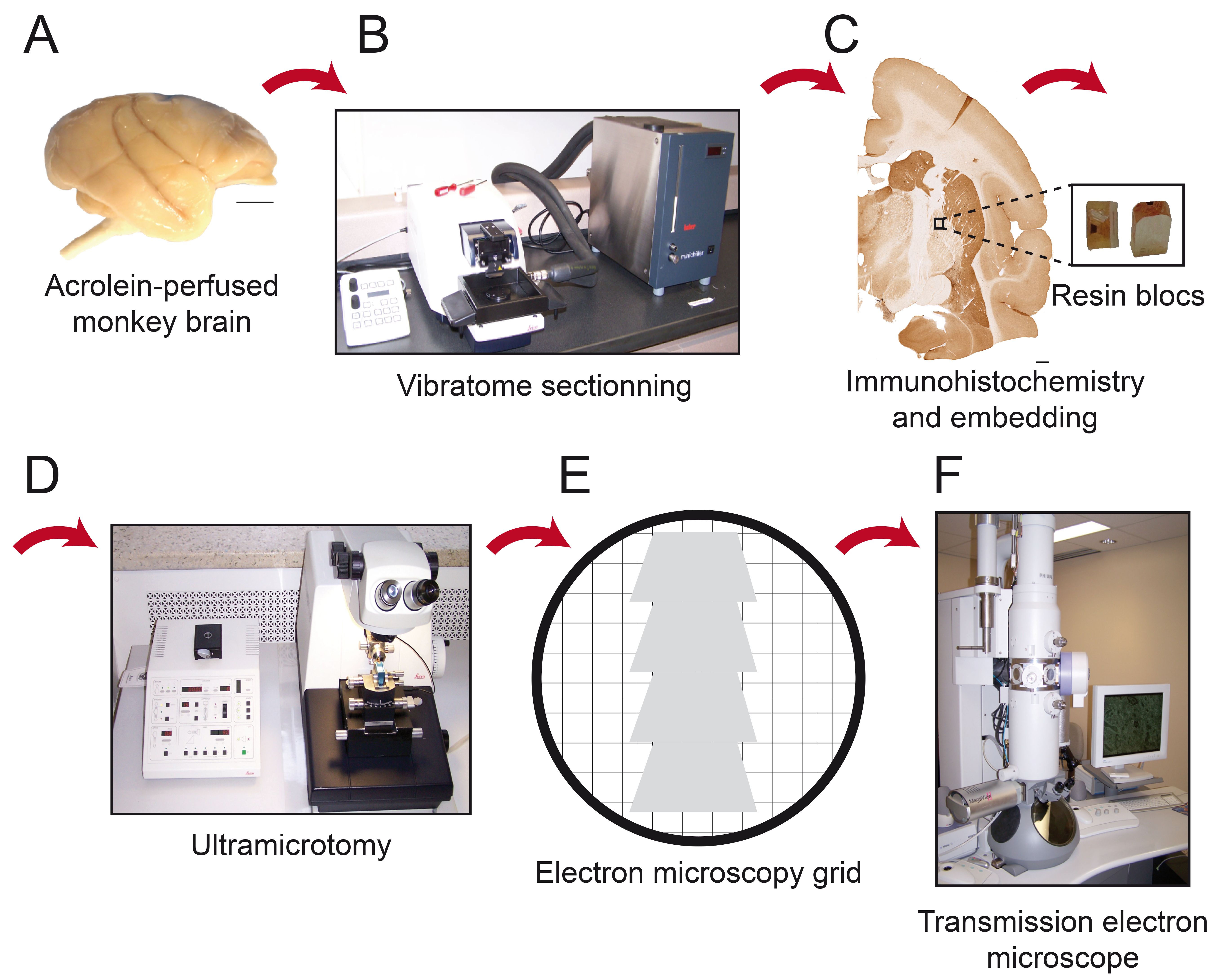 Performing Immunohistochemistry on a Non-Human Primate Brain Tissue