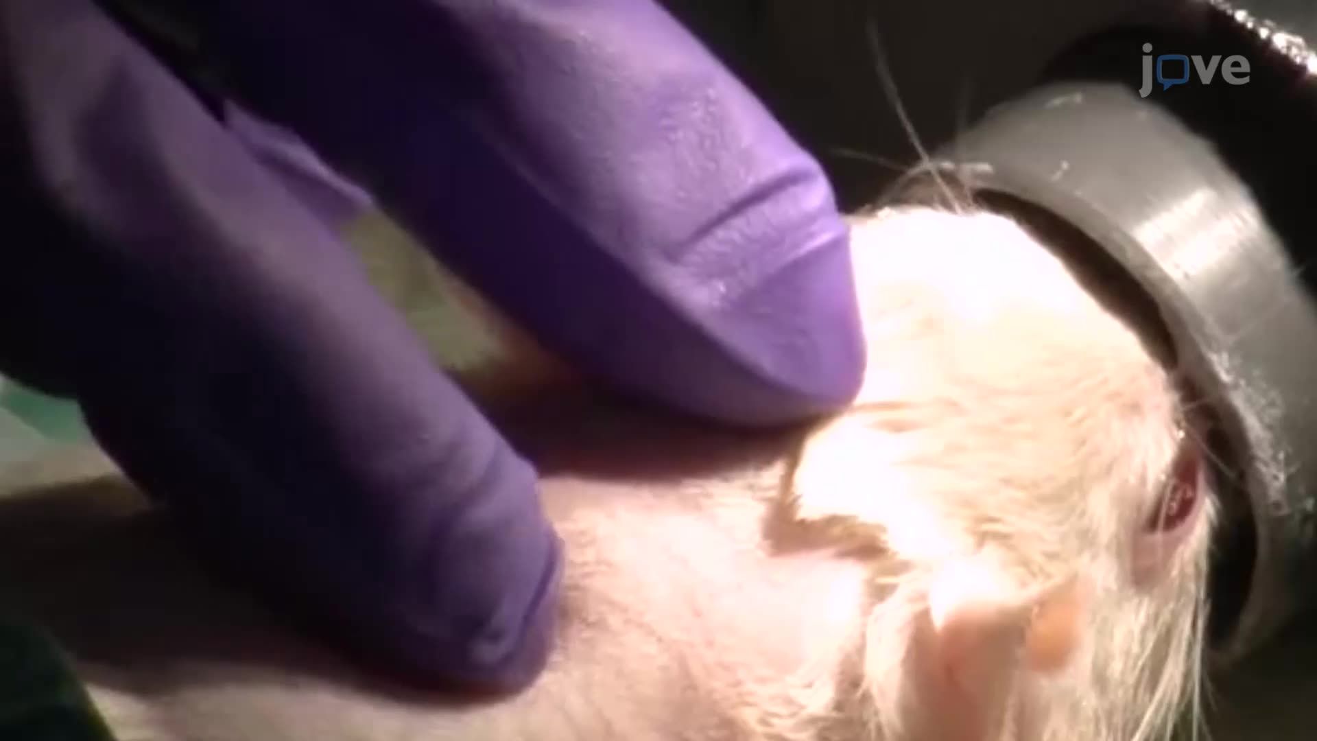 Video: Modeling Sensory Axon Regeneration in a Rat Using Dorsal Root ...