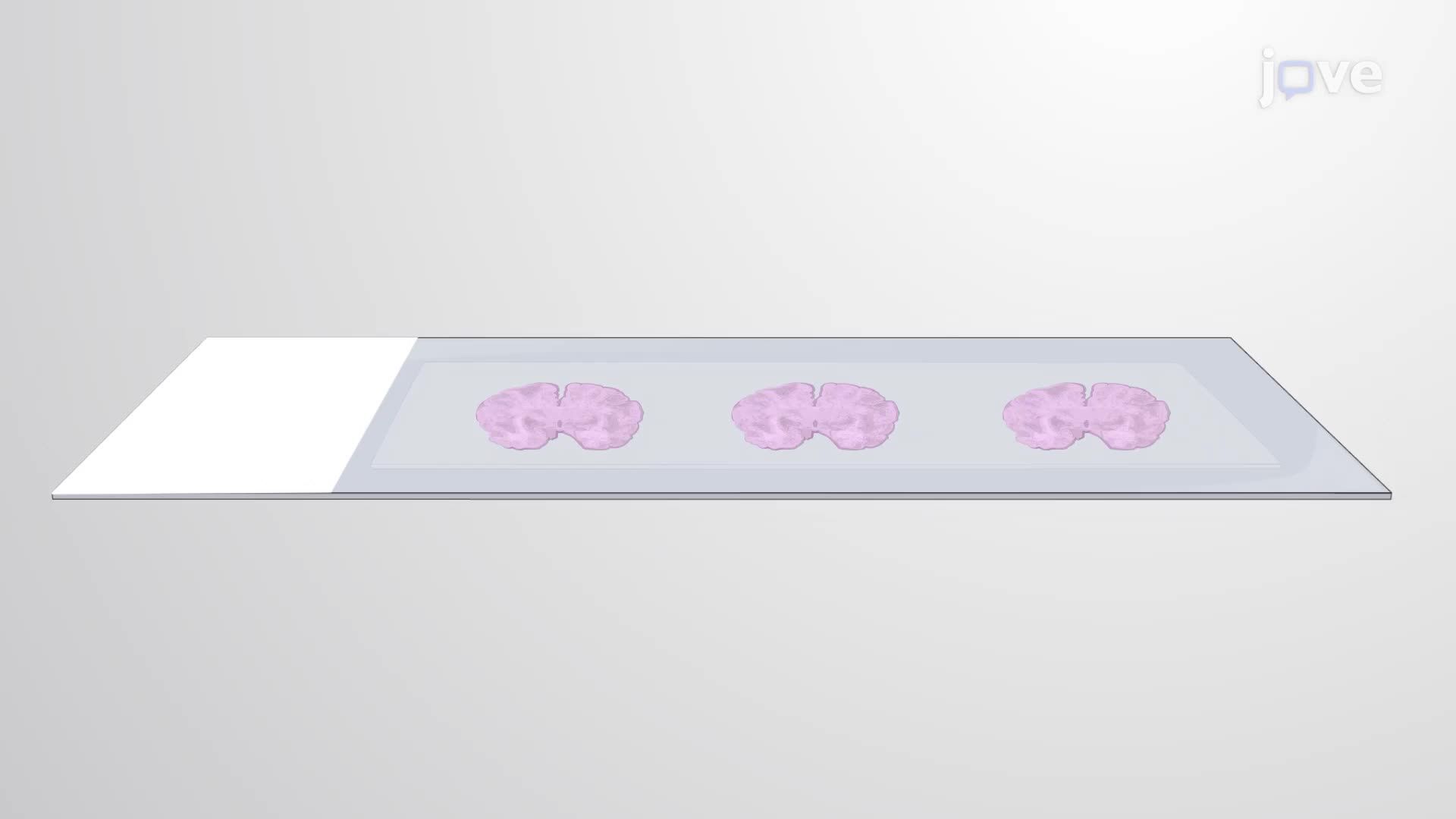 Video Микроскопическая визуализация нейронов в срезе мозга мыши с использованием металлического