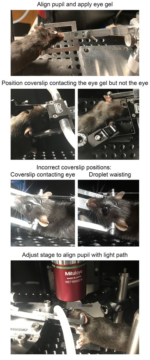 Two-Photon In Vivo Imaging of the Mouse Retina