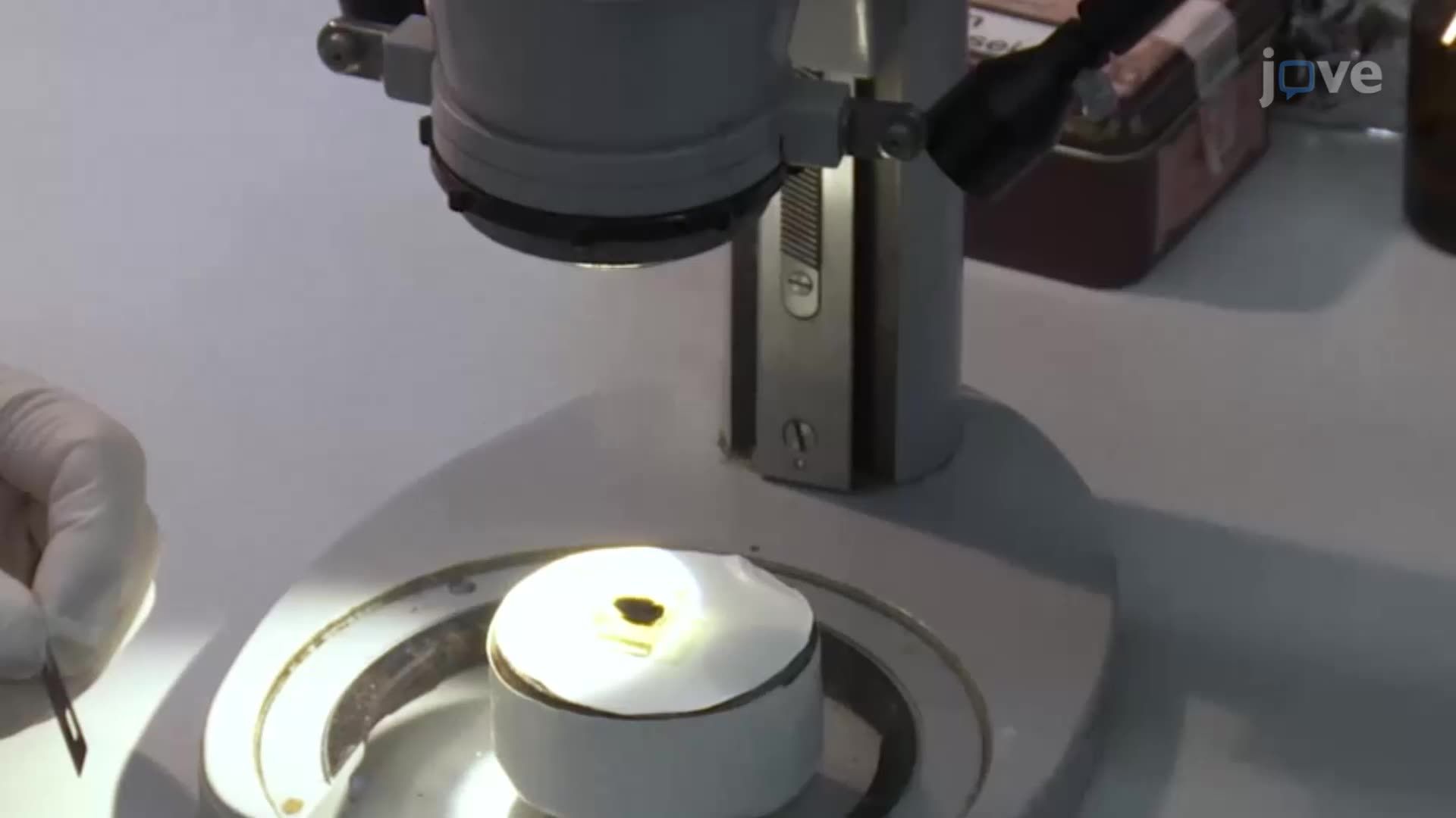 Video Ultrastructural Analysis Of A Mouse Brain Section Using Transmission Electron Microscopy