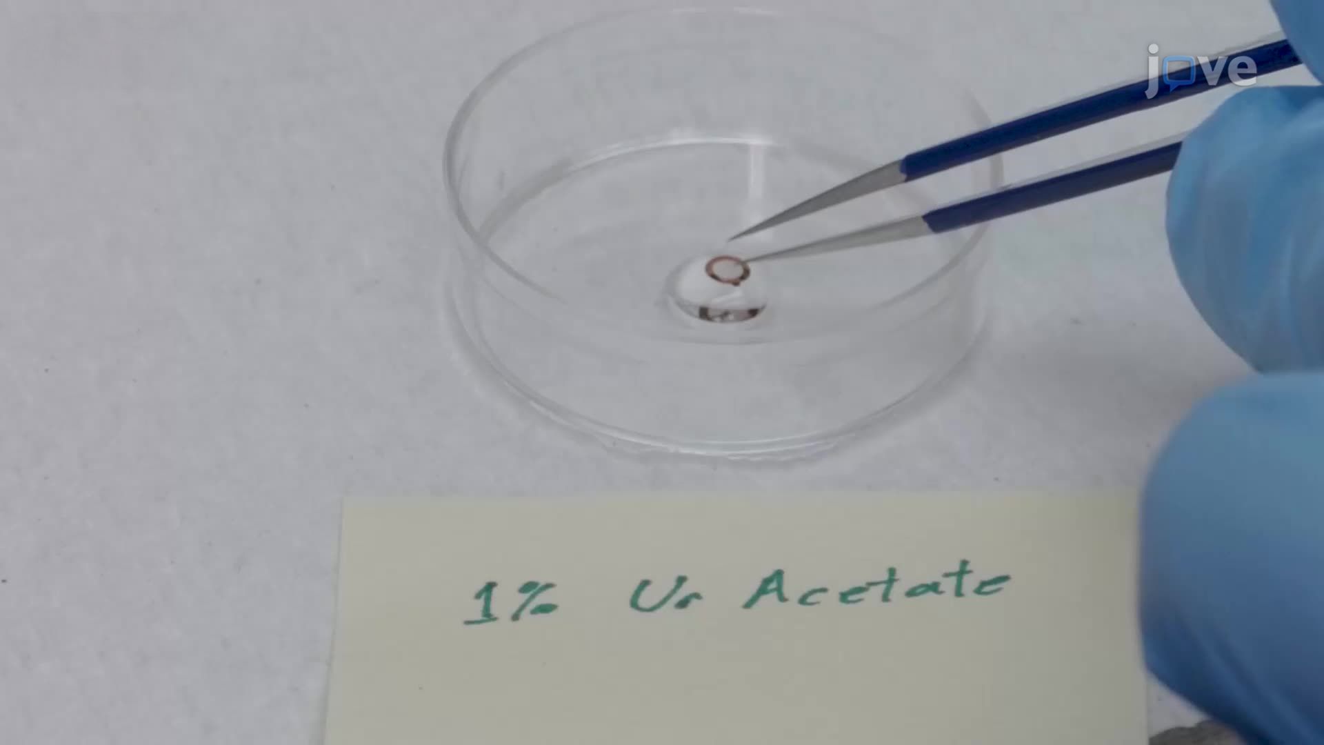 Vídeo: Transmission Electron Microscopic Imaging of Synaptic Vesicle ...