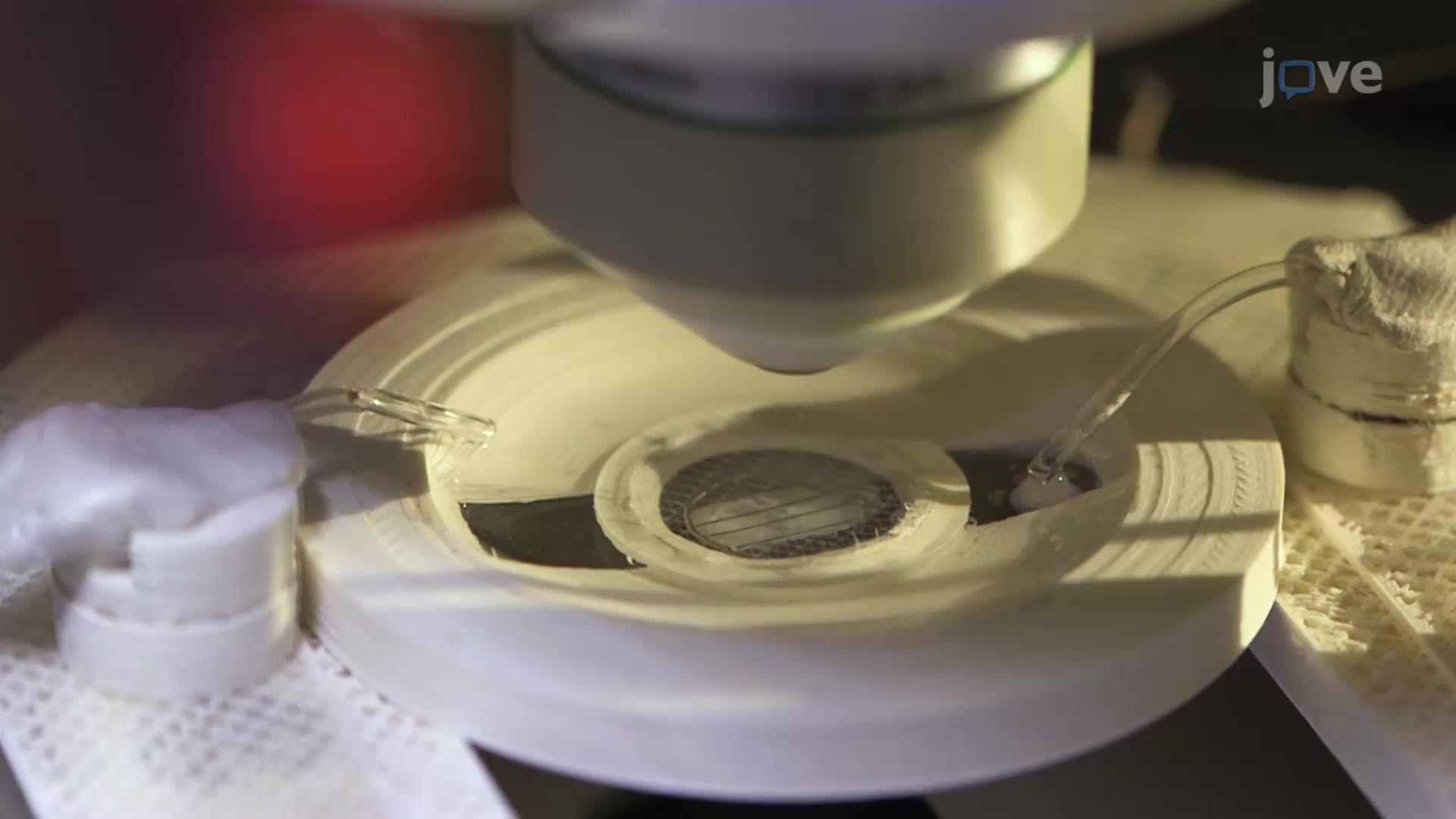 Video: Two-Photon Microscopy for Studying Microglial Process Attraction ...