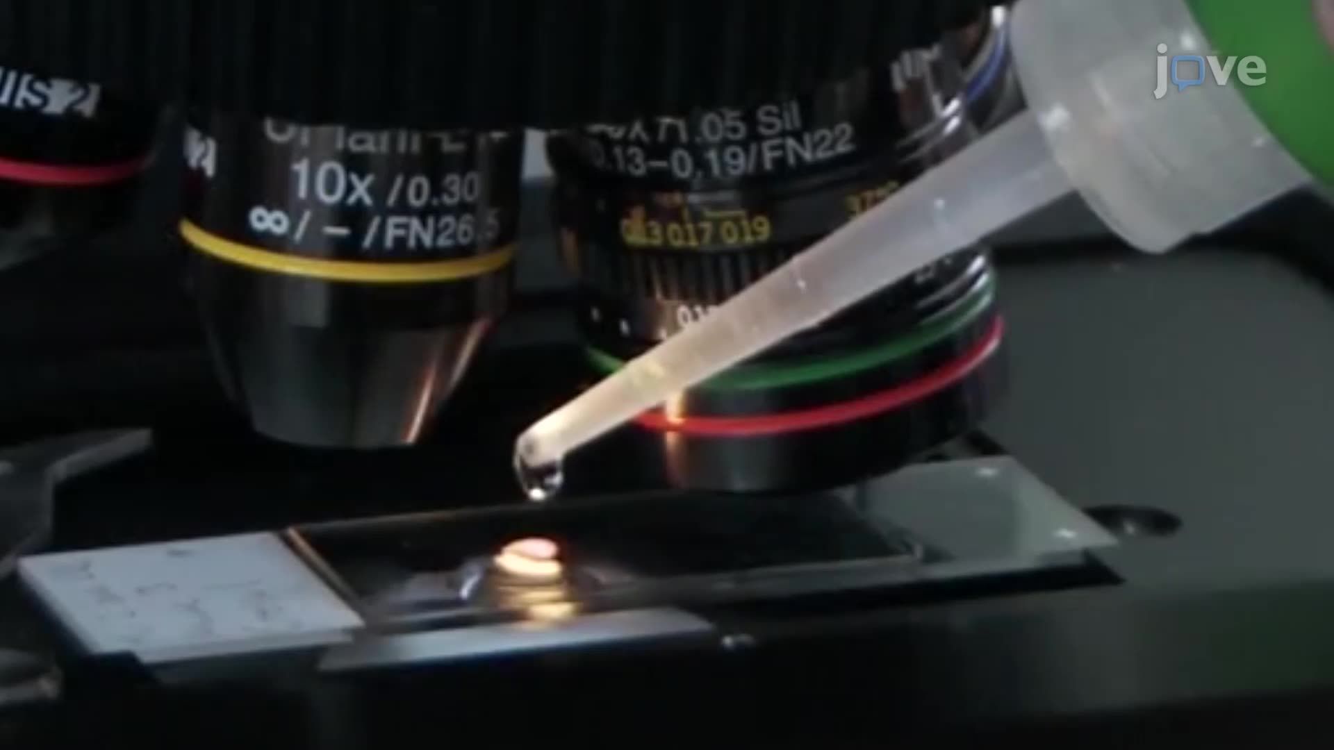 Video: Microscopic Imaging of Neurons in a Mouse Brain Section Using ...