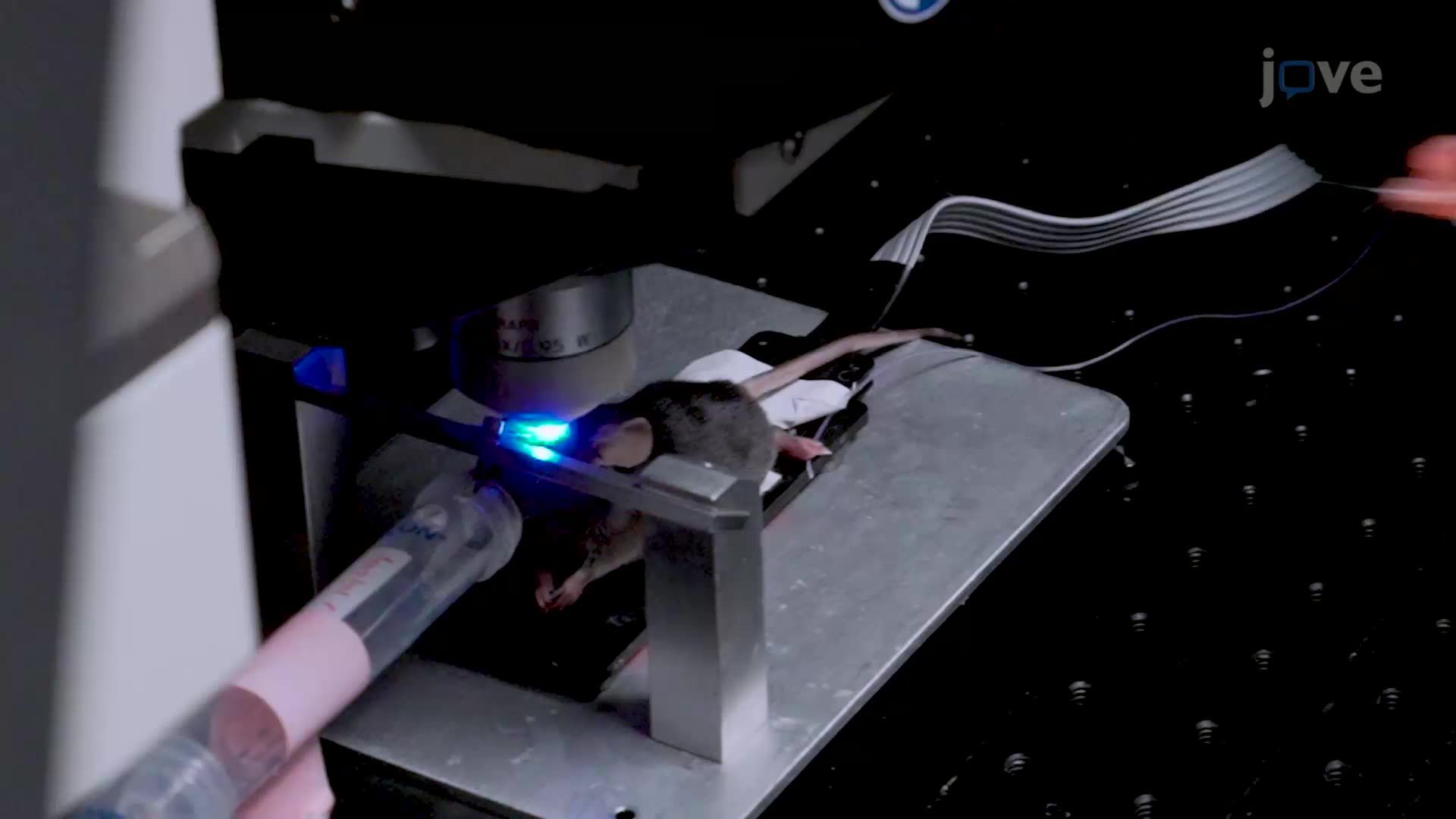 视频: Fluorescence Imaging of Neuro-Immune Dynamics Using a Skull Implant ...