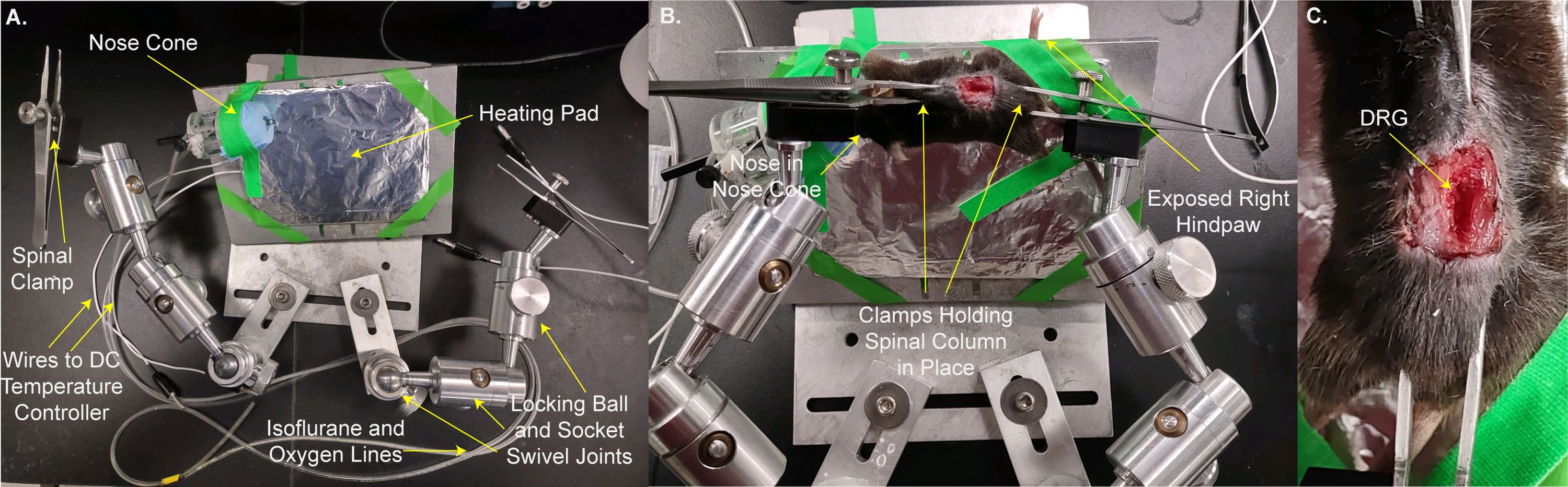 In Vivo Calcium Imaging of Neuronal Ensembles in the Intact Dorsal Root ...