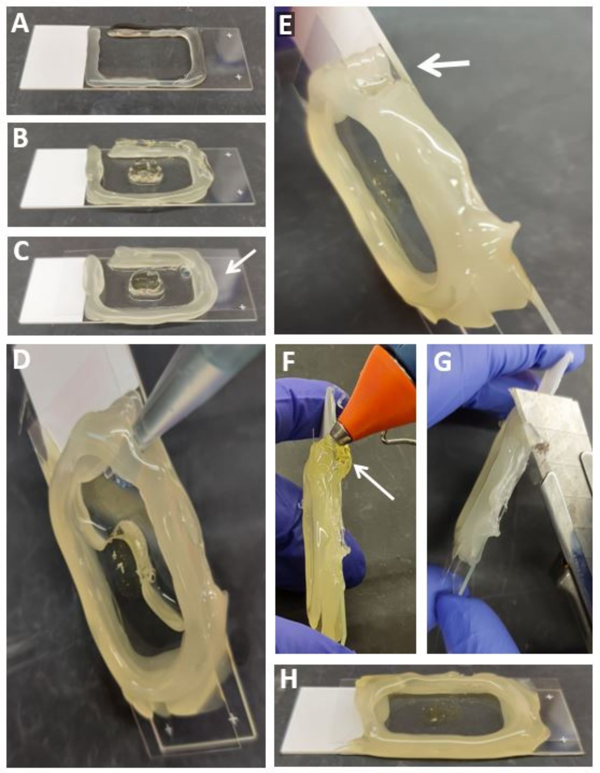 Microscopia de dois fótons de astrócitos e neurônios excitatórios em um ...