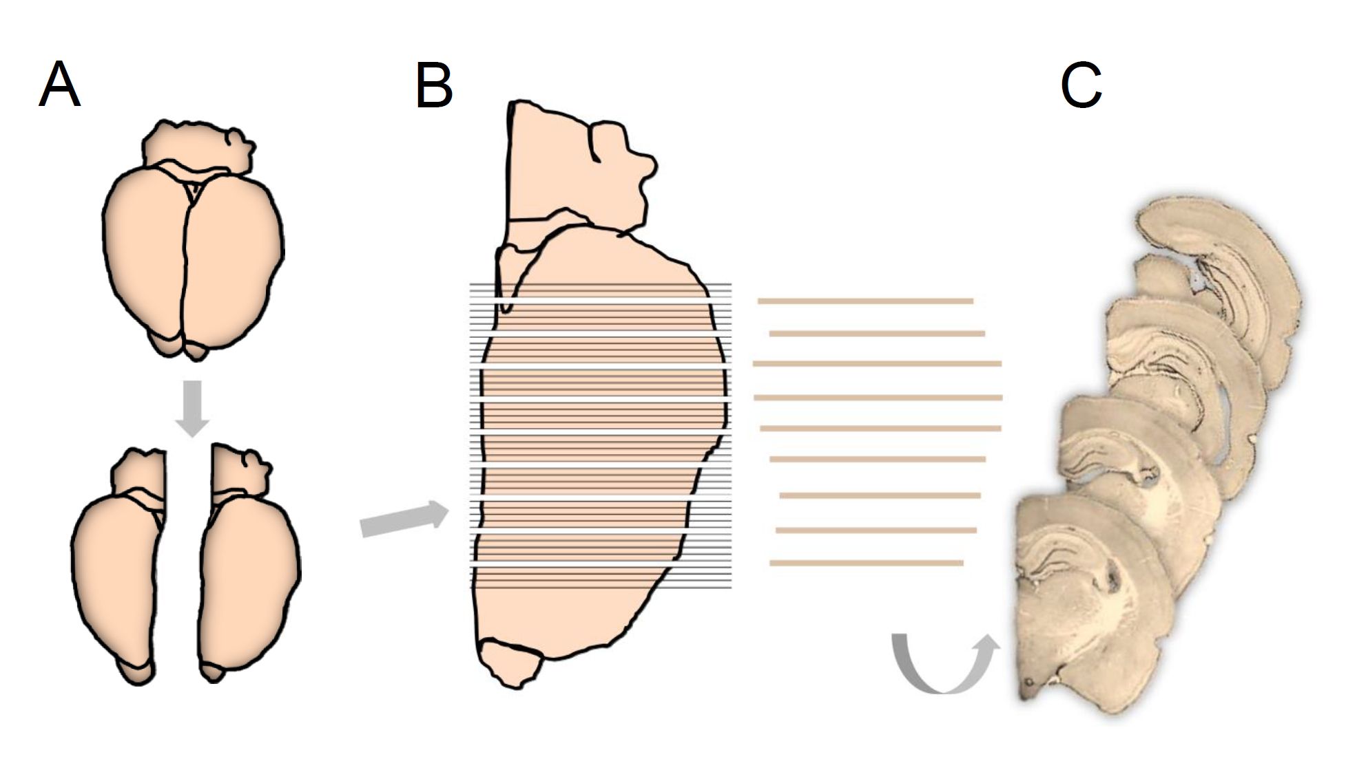 Quantifying Newly Generated Neurons in Rat Brain Tissue Using the ...