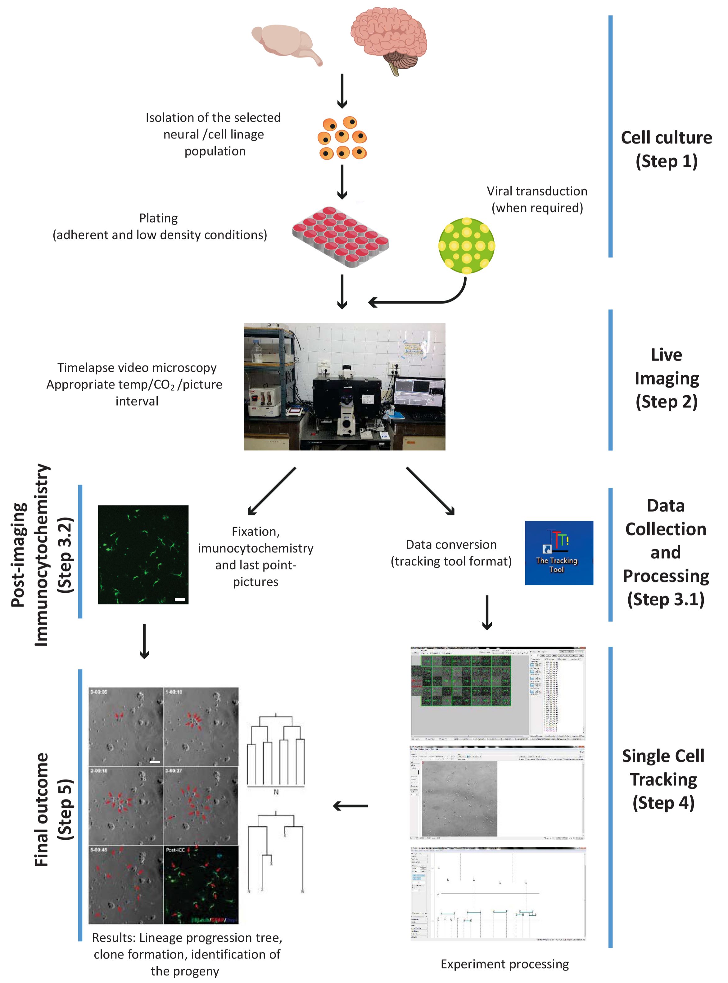 Live Imaging and Single-Cell Tracking to Monitor Neural Lineage in ...