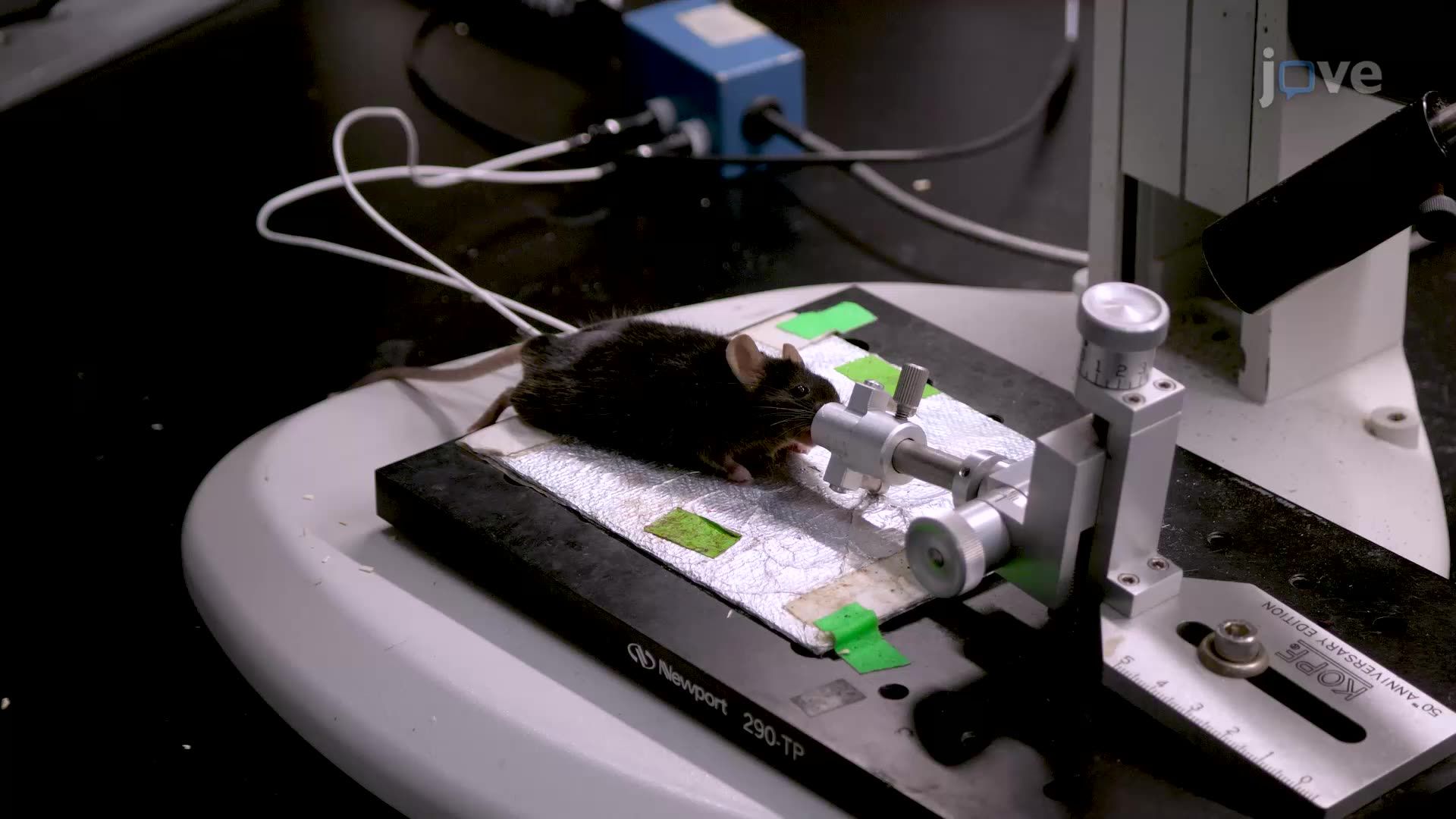 视频: In Vivo Calcium Imaging of Neuronal Ensembles in the Intact Dorsal ...