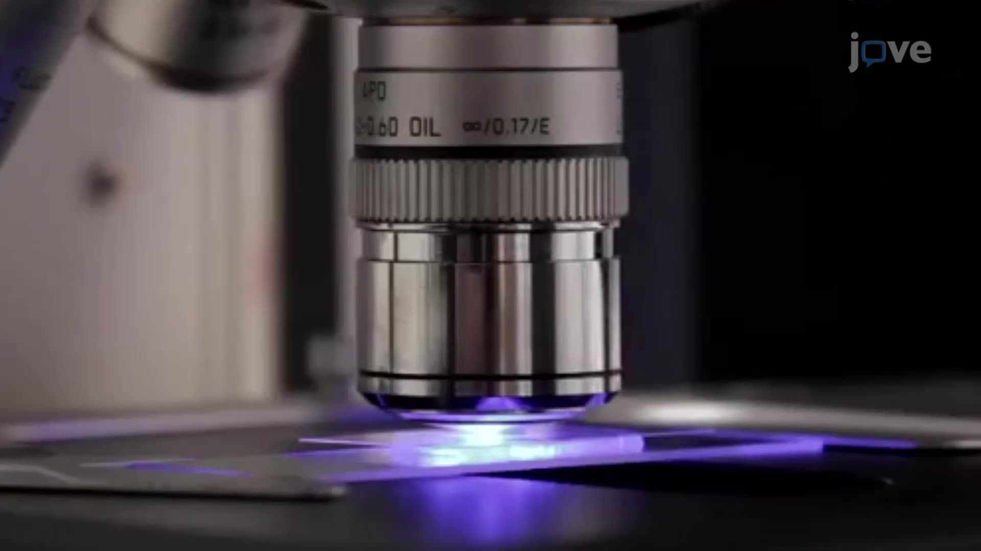 视频: Live Imaging of the Drosophila Pupal Eye Using Fluorescence ...