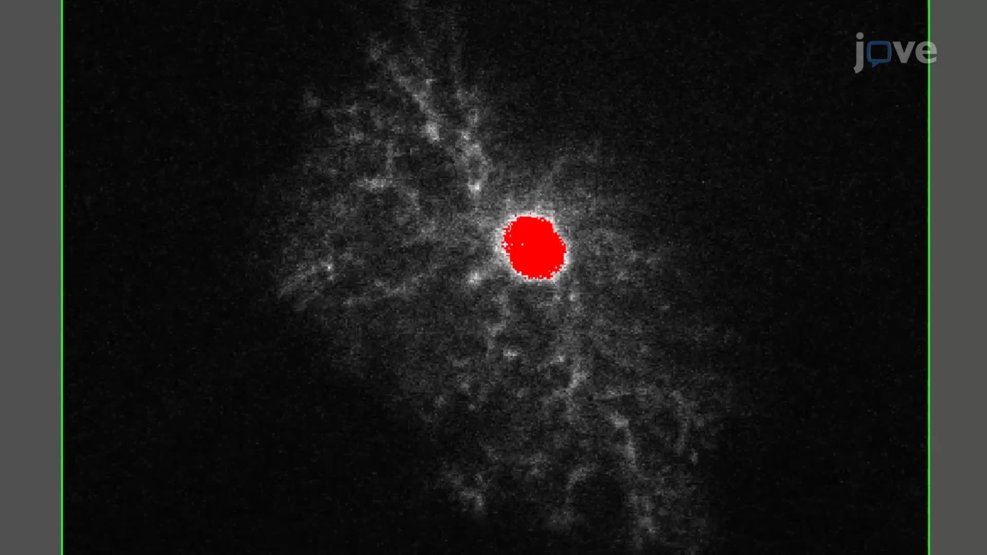 Video: Visualizing Astrocyte Morphology Using Fluorescent Dye ...