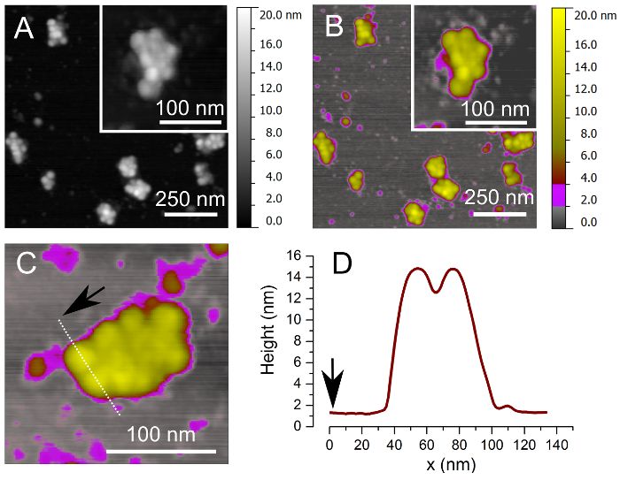 Imagerie de polysomes isolés du cerveau d’une souris à l’aide de la ...