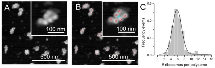 Imagerie de polysomes isolés du cerveau d’une souris à l’aide de la ...