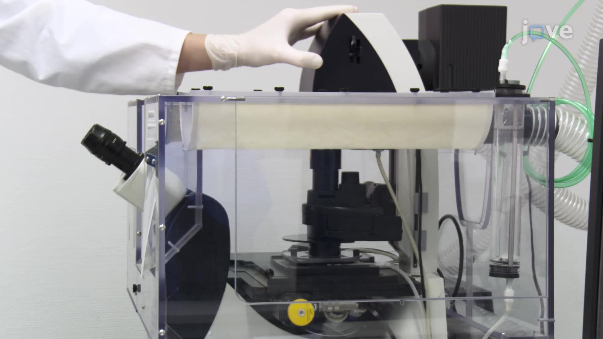 Video Time Lapse Imaging Of Cortical Neuron Radial Migration In