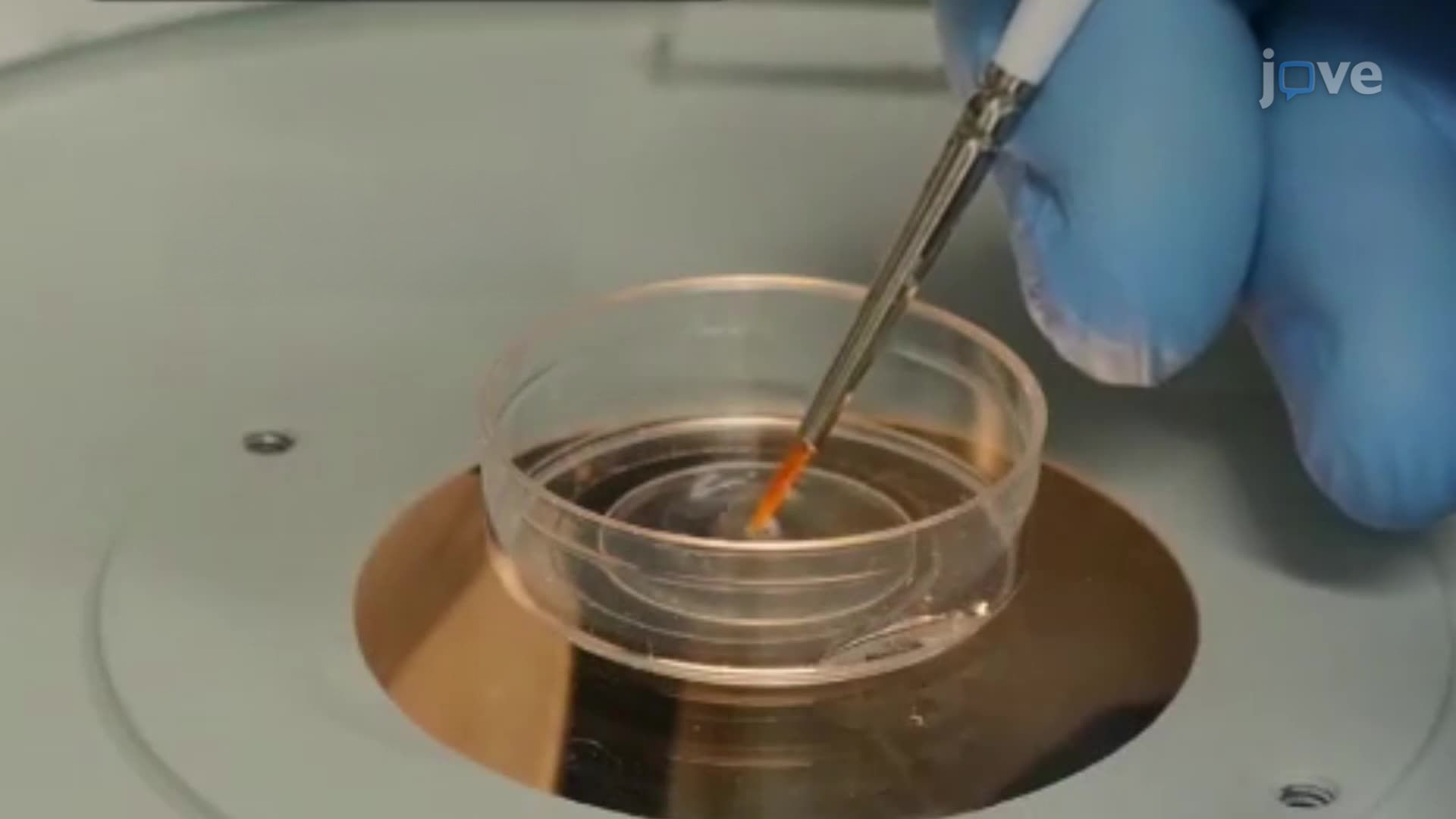 Video: Selective Single-Neuron Laser Ablation in a Zebrafish Larva ...