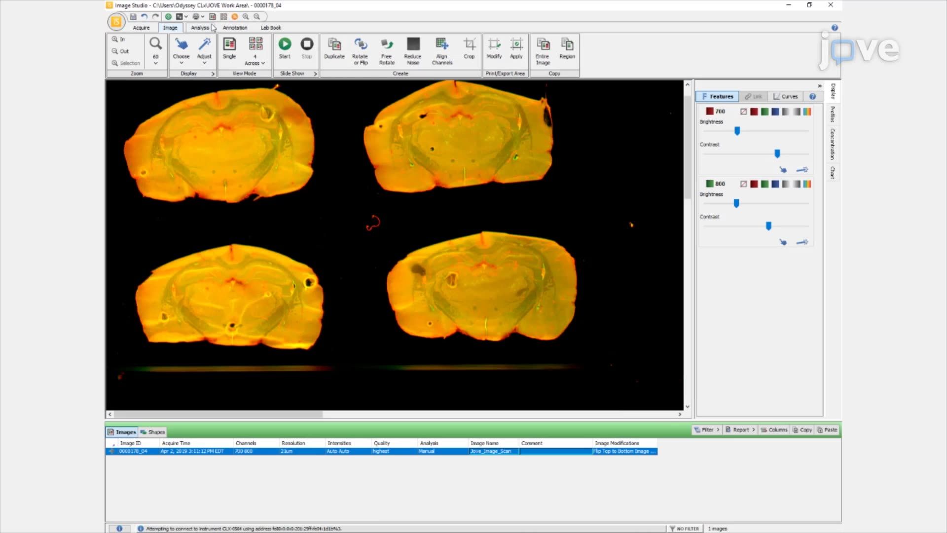 Video: Measuring Protein Expression in the Rodent Brain Using Near ...