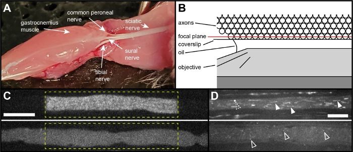 Fluorescence Photoactivation Imaging of Neurofilament Transport in ...