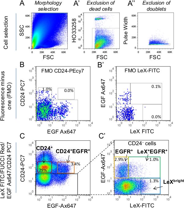 Time-Lapse Imaging of Mouse Neural Stem Cell Division Using Confocal ...