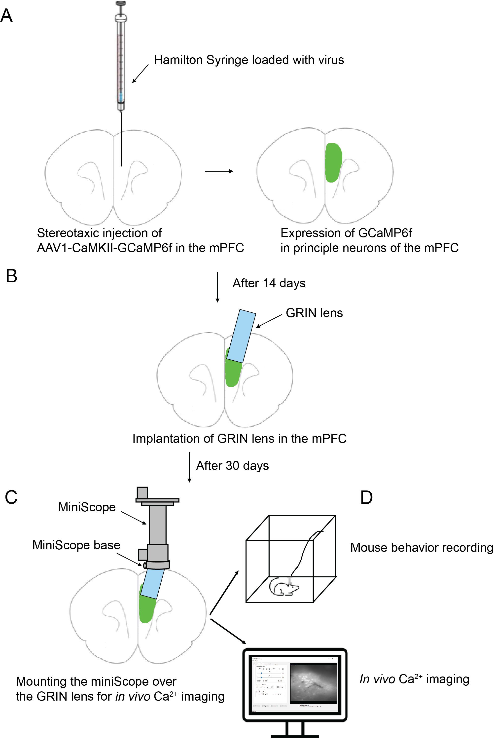 Real-Time Calcium Imaging of a Mouse Medial Prefrontal Cortex Using a ...