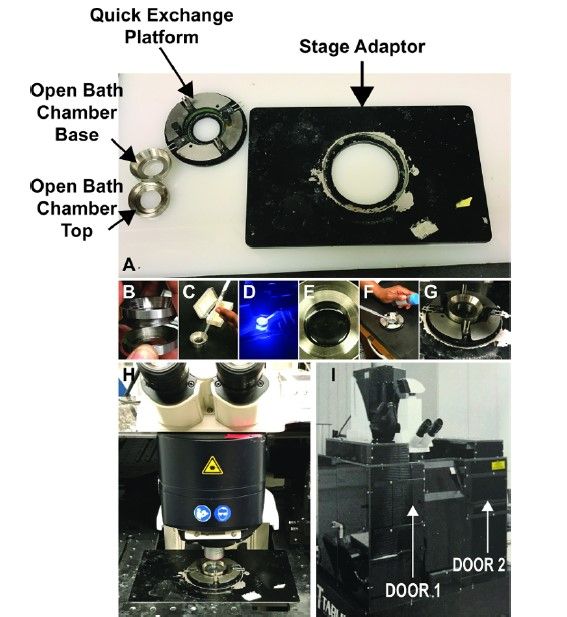 Visualisation de la migration des cellules de la crête neurale dans un ...