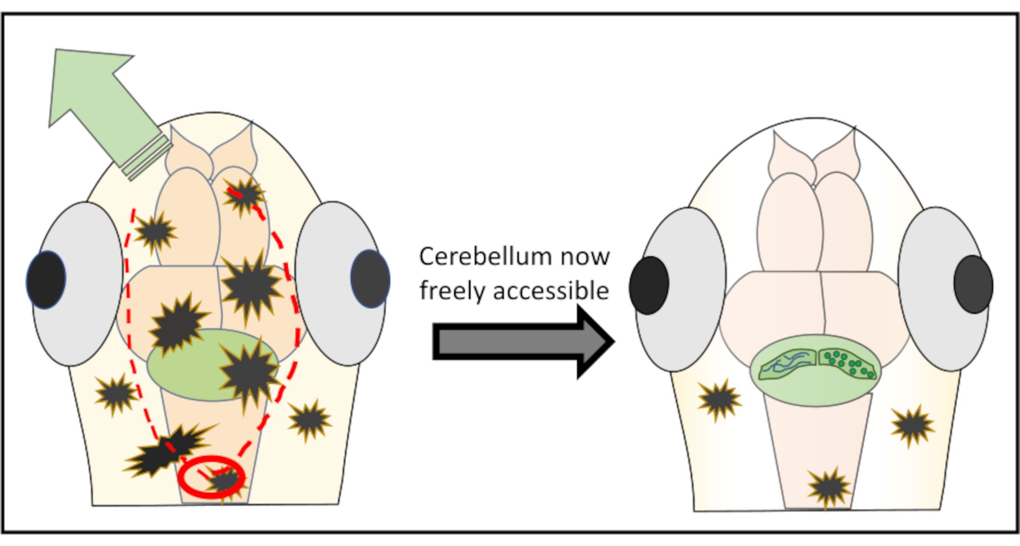 In vivo Bildgebung des Gehirns von Zebrafischlarven zur Visualisierung ...