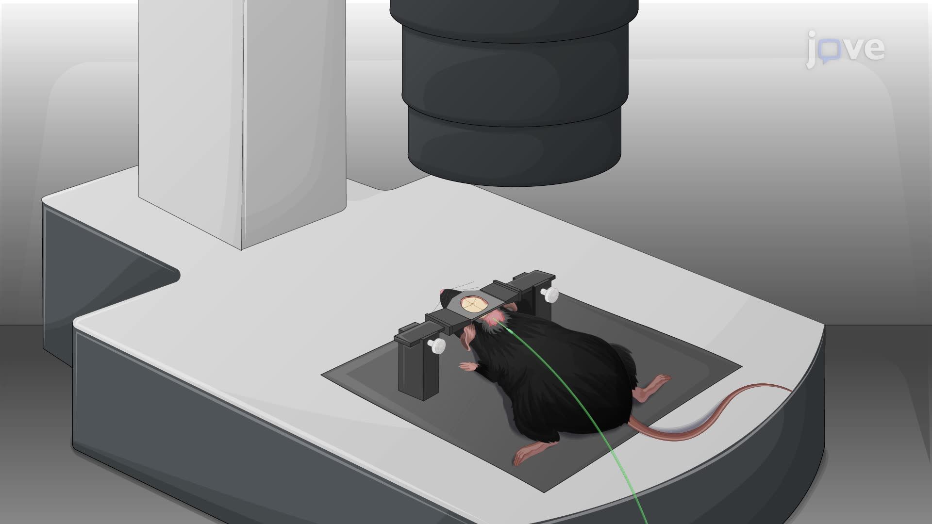 Video In Vivo Imaging Of Cerebrospinal Fluid Transport In A Mouse Brain Using Fluorescence