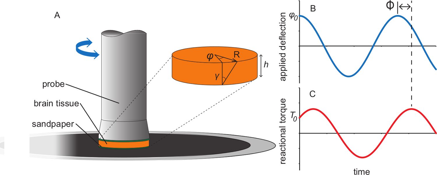Measuring the Viscoelastic Properties of Mouse Brain Tissue Using Rheometry
