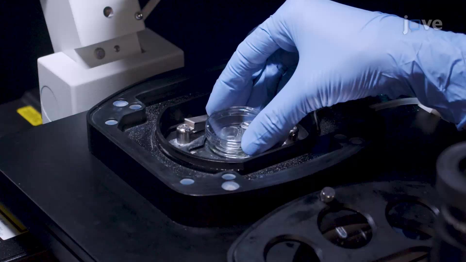 비디오: Real-Time Gene Expression Monitoring in Brain Slices via Three-Dimensional Imaging - 실험