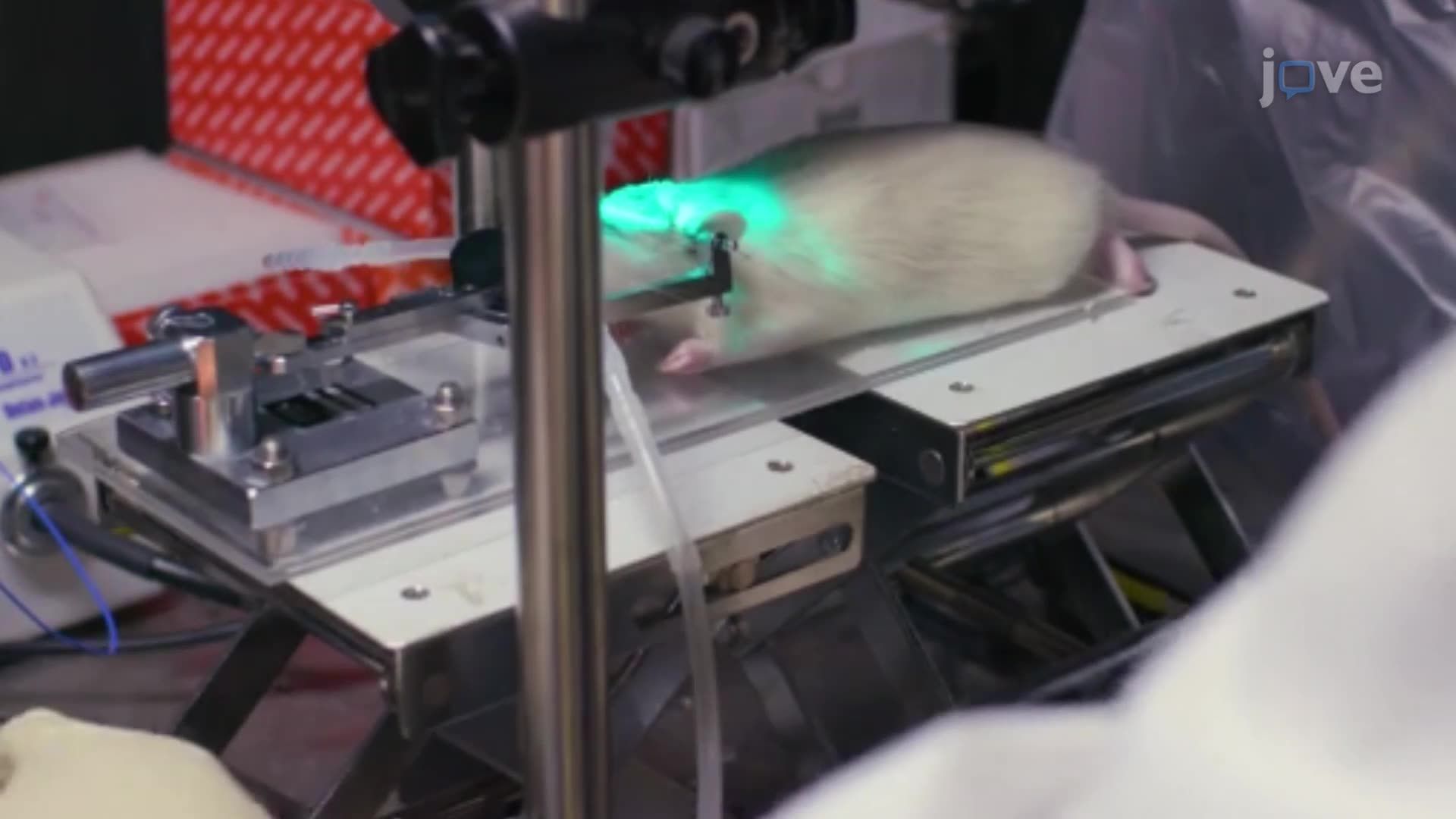 视频: Multispectral Diffuse Reflectance Imaging of Rat Cerebral Blood ...