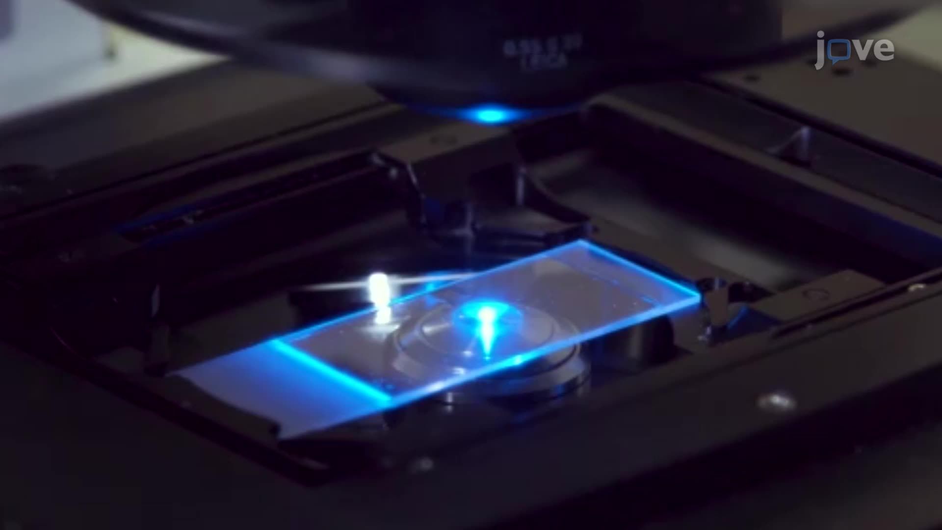 Video: High-Resolution Three-Dimensional Confocal Imaging of the Blood ...