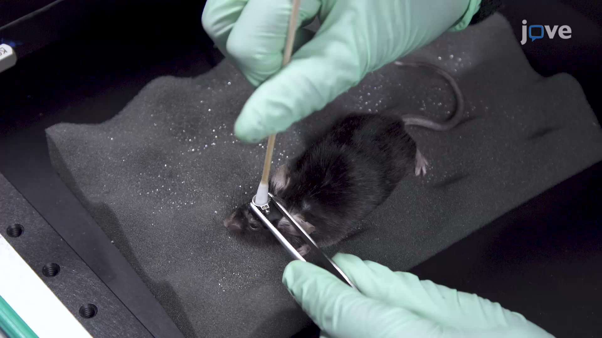 视频: Real-Time Calcium Imaging of a Mouse Medial Prefrontal Cortex Using ...