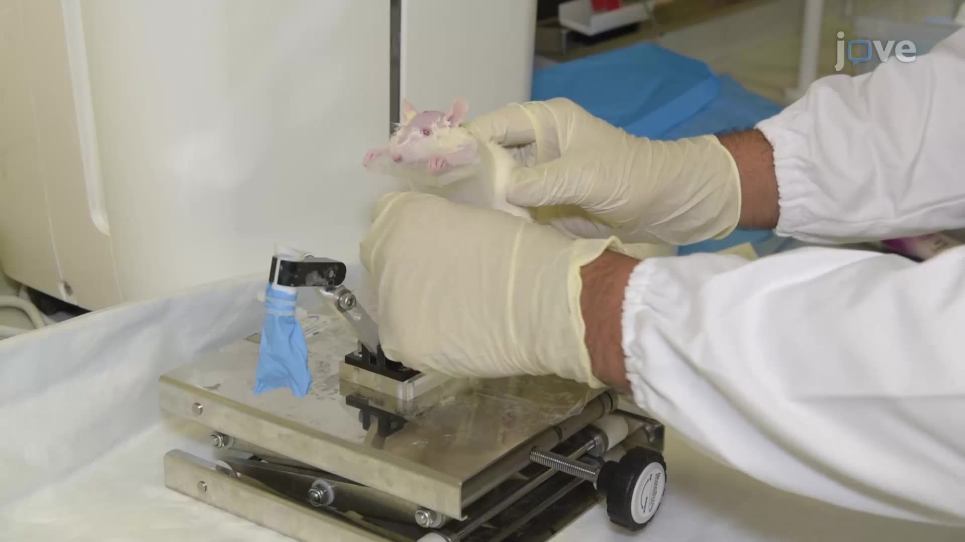 비디오: In Vivo Imaging of a Rat Brain Using Photoacoustic Tomography - 실험