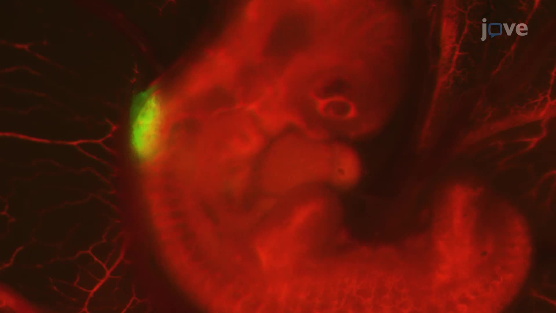 비디오: Visualization of Neural and Vascular Networks in a Chicken Embryo - 실험