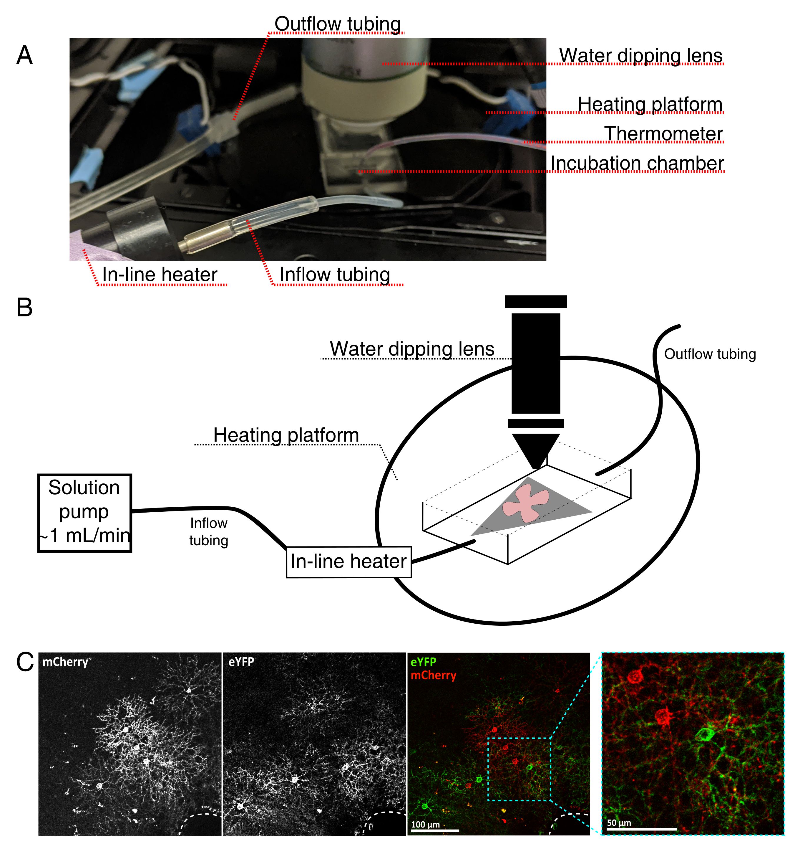 Time-Lapse Confocal Imaging of Neuronal Dendritic Dynamics in Mouse ...