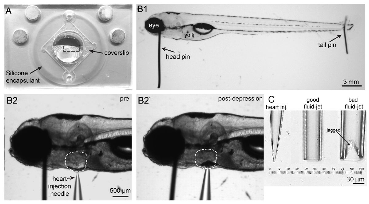 Imaging Calcium Dynamics in Lateral-Line Hair Cells of Larval Zebrafish