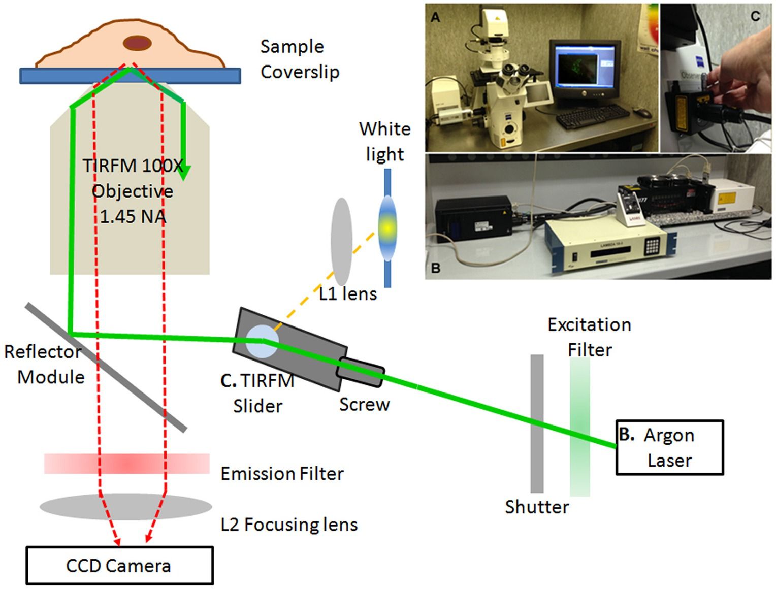 Cell Imaging Using Total Internal Reflection Fluorescence Microscopy
